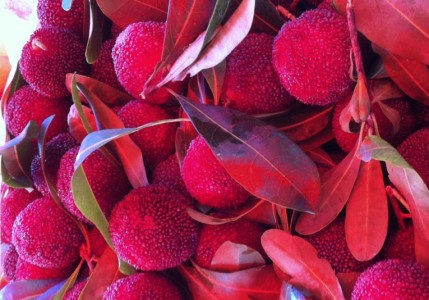 Friday/ yáng méi 杨梅 – Willem's Planet